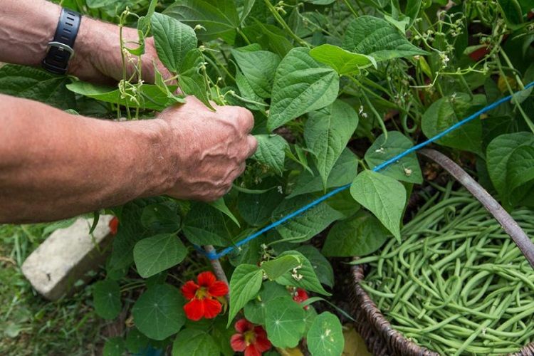 Haricots Verts : Plantation, Culture & Entretien - Secrets de Jardinier