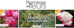 Promesse de Fleurs : Avis sur le Site de Bulbes, Graines & Plantes ...